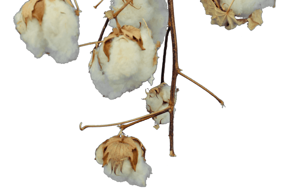 Cotton Stalk Branches Real Cotton Bolls Pack of 3 | Shop Lee Display